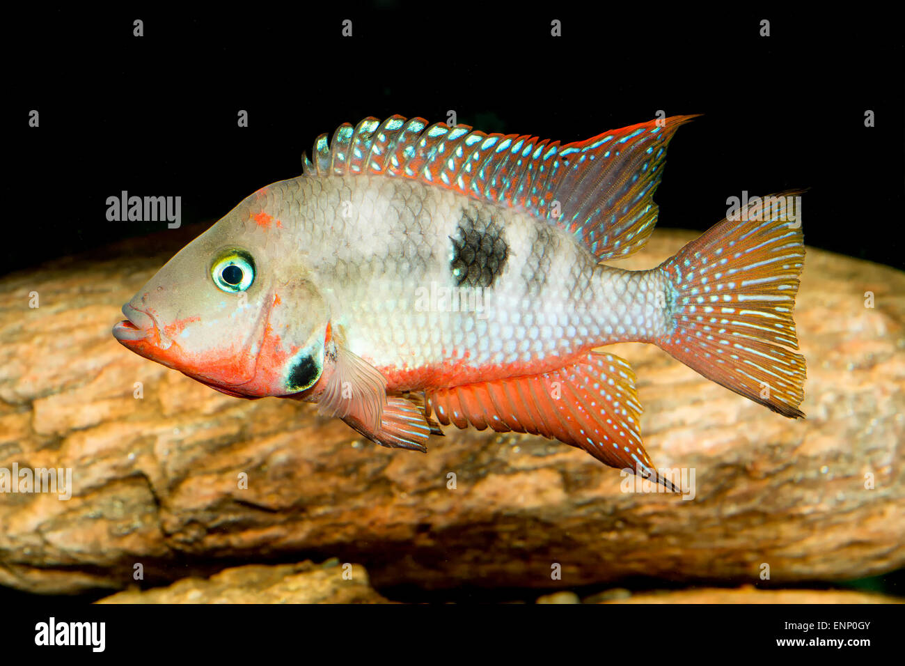 Nice aquarium cichlid fish from genus Thorichthys Stock Photo - Alamy