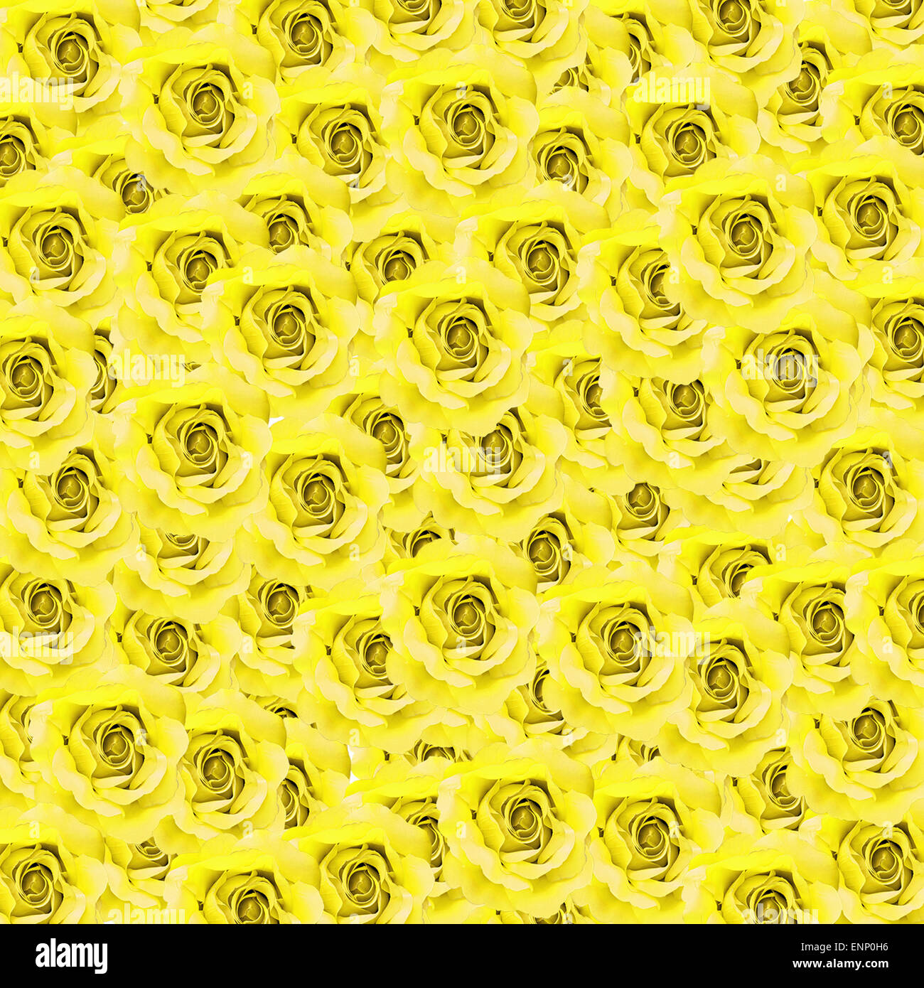 yellow rose flower as floral background Stock Photo - Alamy