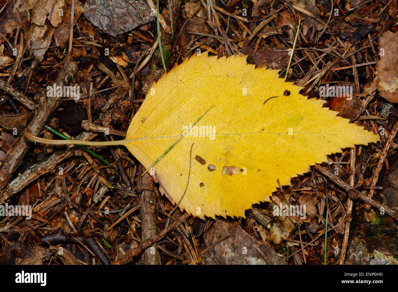 Nice yellow leaf on the bottom Stock Photo - Alamy