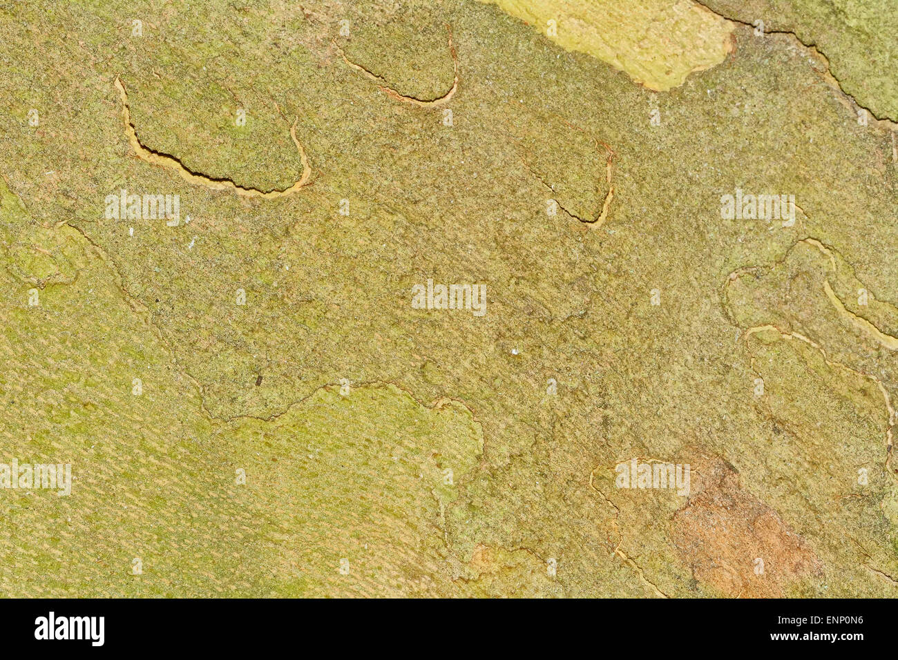 Nice detailed macro of green brown tree terk Stock Photo - Alamy