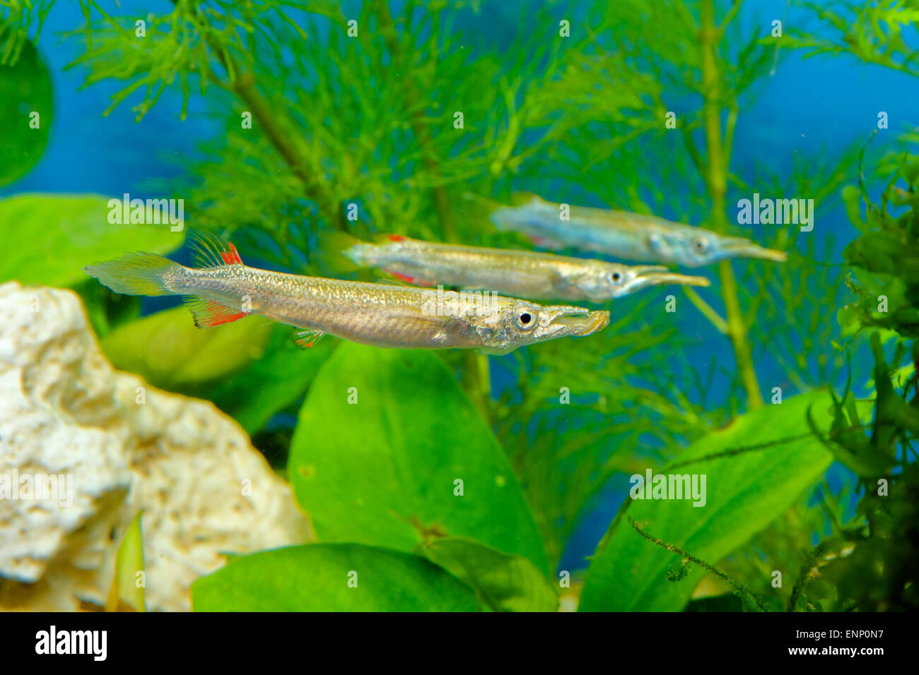 Nice aquarium fishes from genus Nomorhamphus Stock Photo - Alamy
