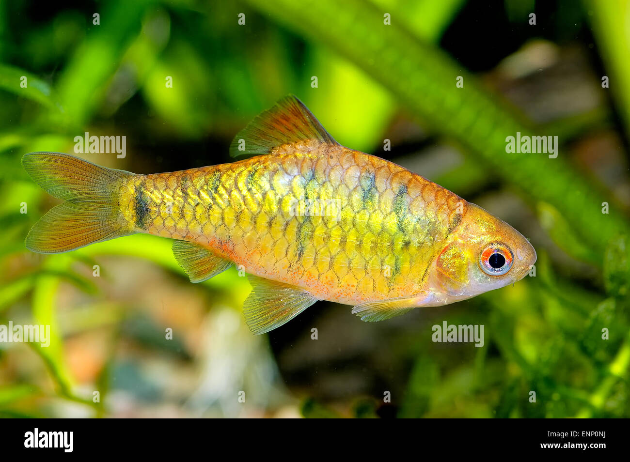 Nice aquarium fish from genus Puntius Stock Photo - Alamy