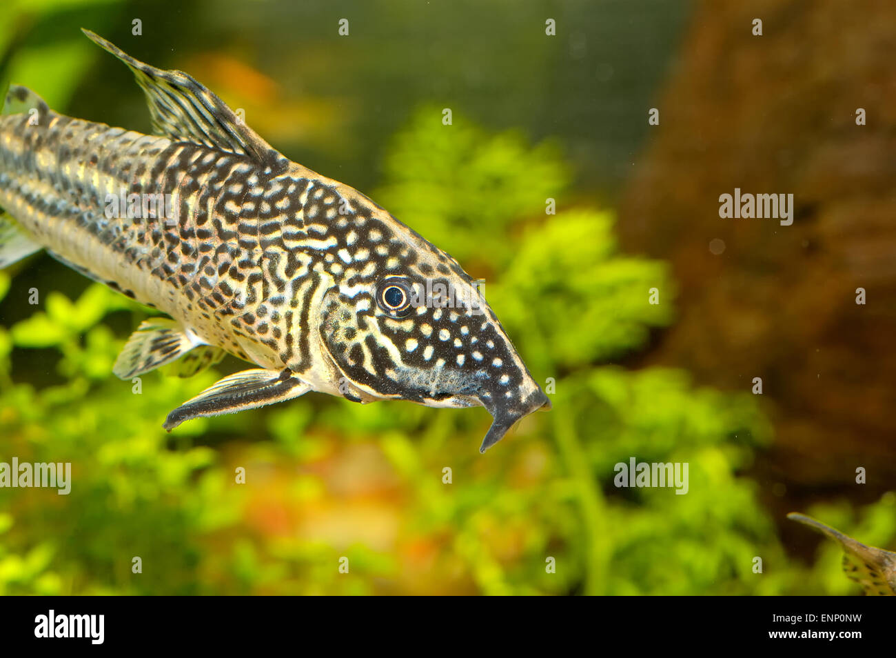 Nice aquarium fish from genus Scleromystax Stock Photo - Alamy