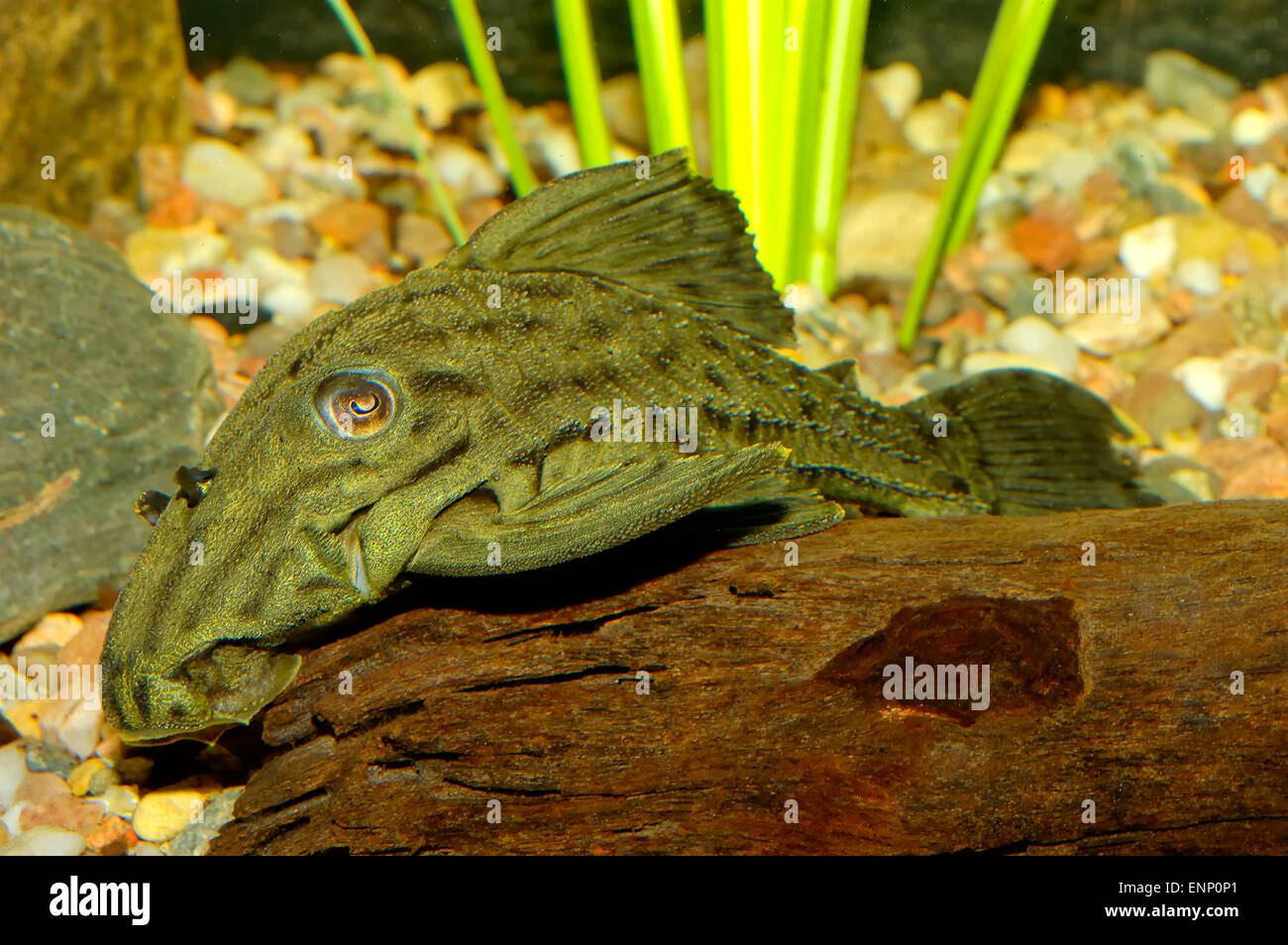 Nice aquarium fish from genus Panaque Stock Photo - Alamy