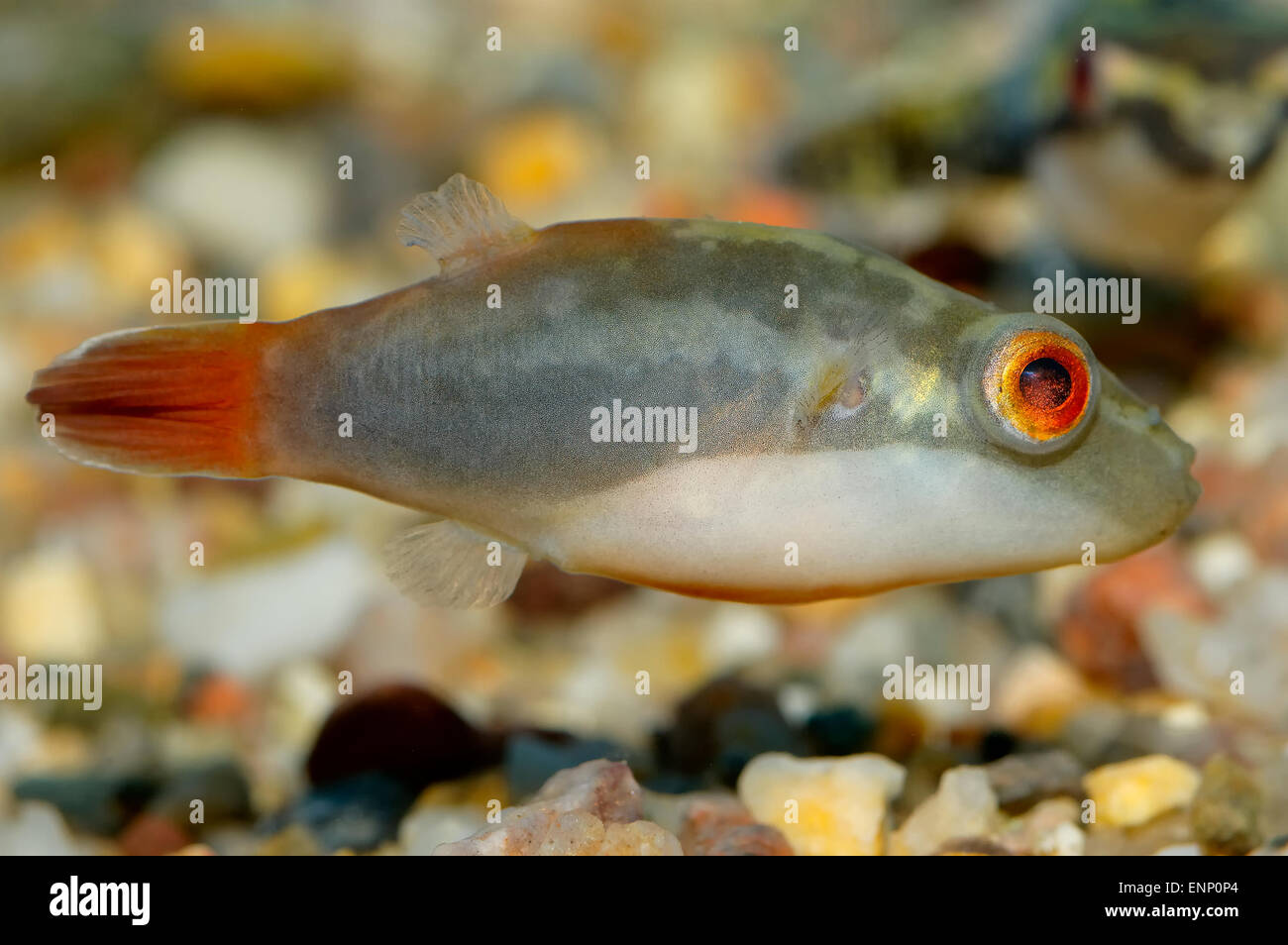 Tetraodon hi-res stock photography and images - Alamy