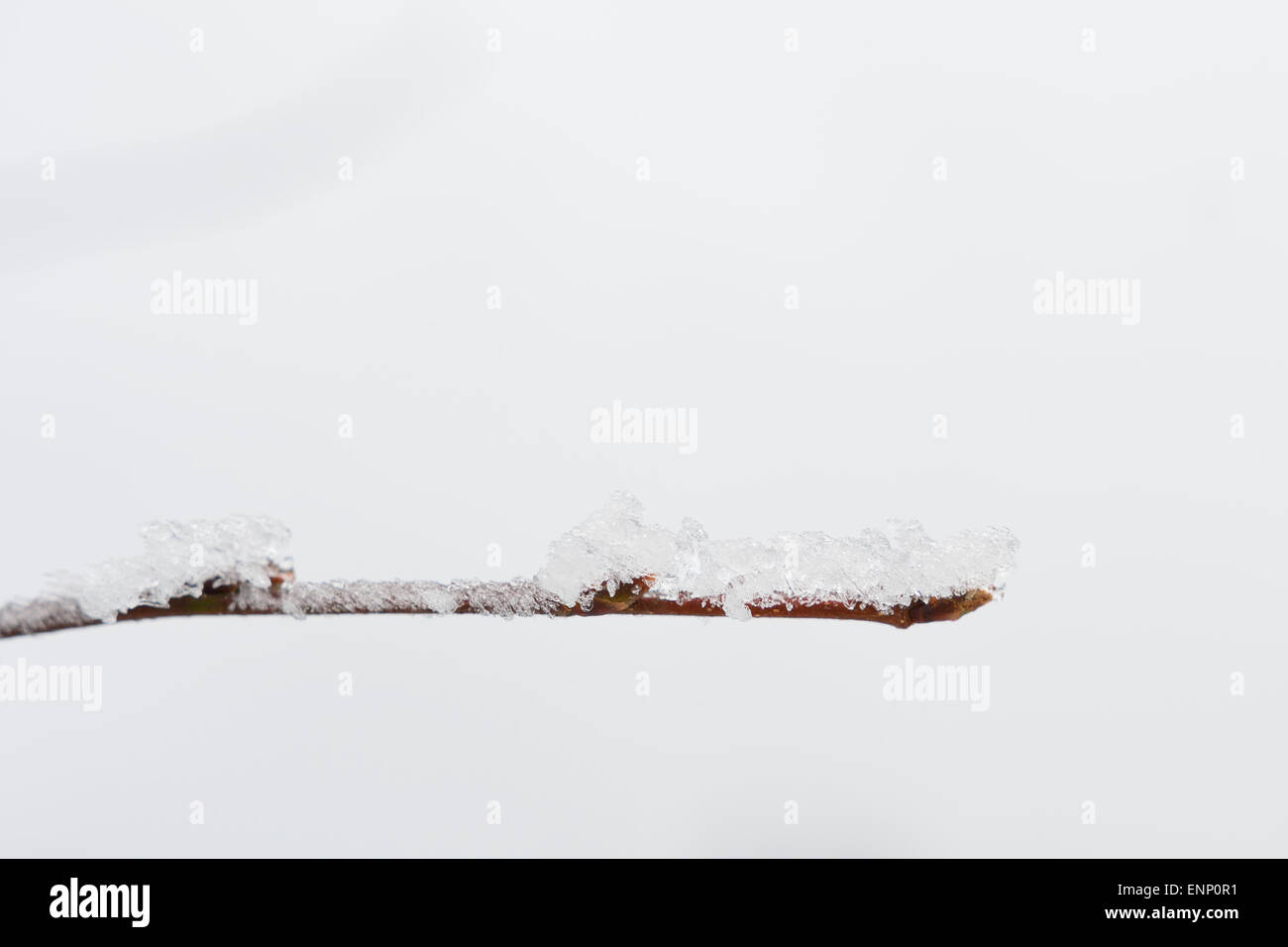 Nice frost twig on the white background Stock Photo - Alamy