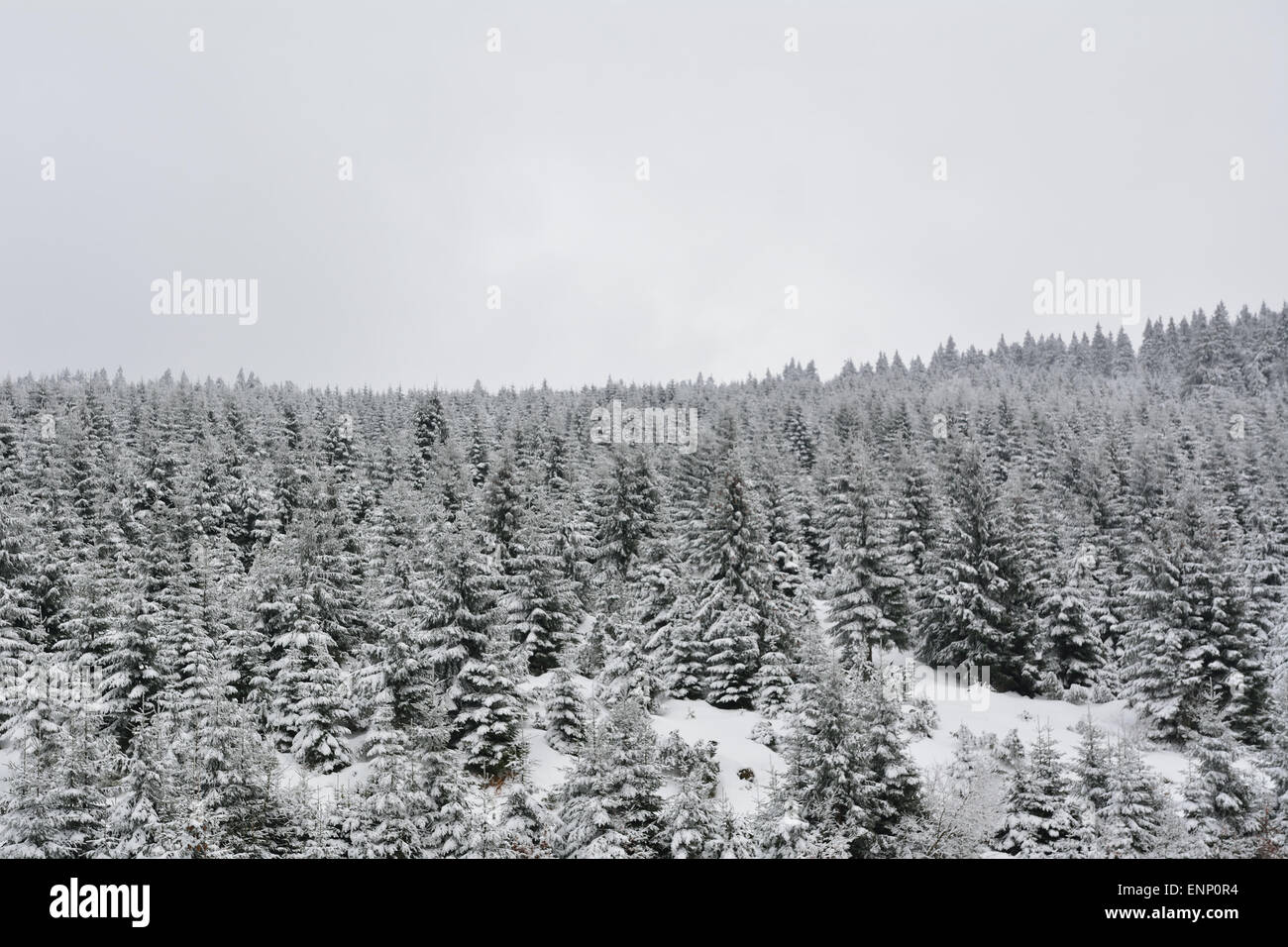 Snowy forest landscape in winter Stock Photo - Alamy