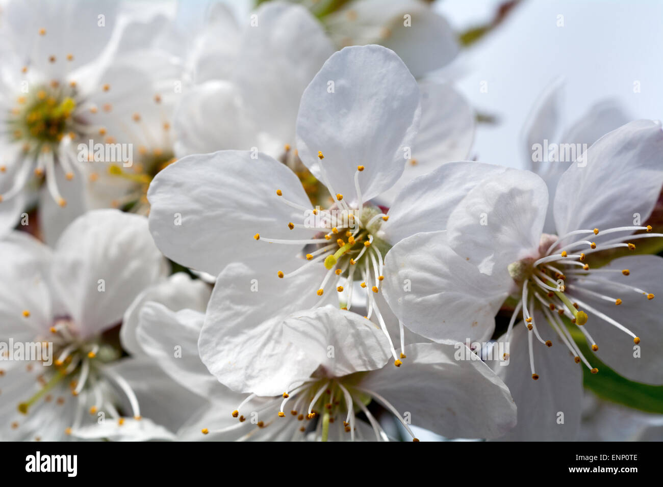 Flowers of the tree branch plum blossoms Stock Photo - Alamy