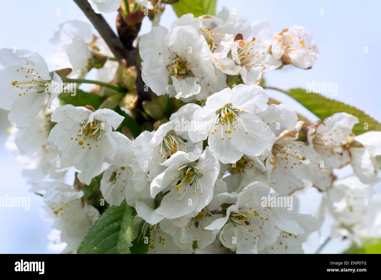 Flowers of the tree branch plum blossoms Stock Photo - Alamy