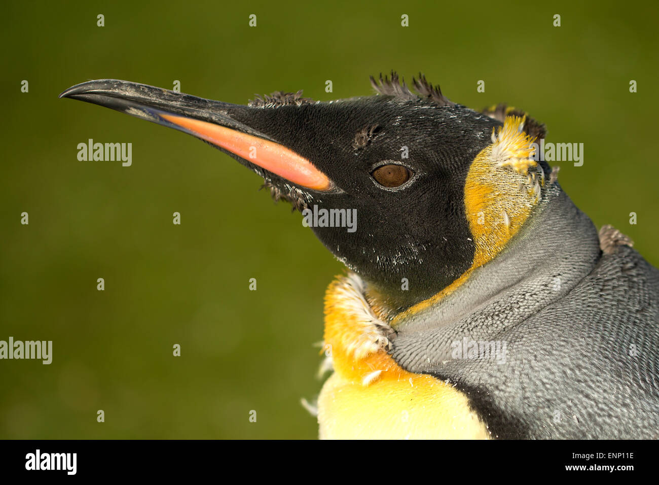 Moulting penguin hi-res stock photography and images - Alamy