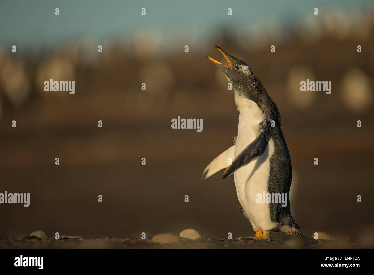 Juvenile Gentoo penguin calling Stock Photo - Alamy