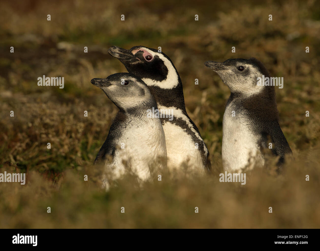 Magellanic penguins in the Falkland islands Stock Photo - Alamy