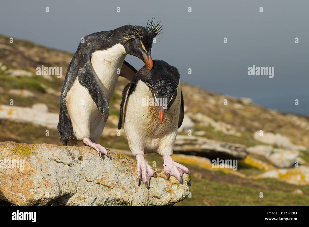 Scared jump hi-res stock photography and images - Alamy