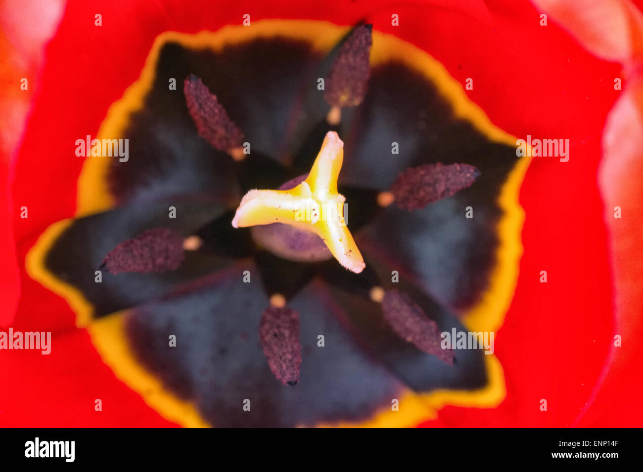 Center of red tulip with orange and black colors Stock Photo - Alamy