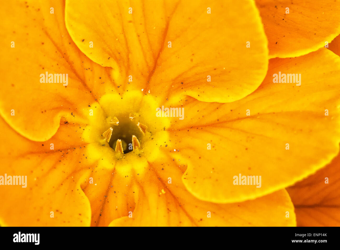 Nice orange color hi-res stock photography and images - Alamy