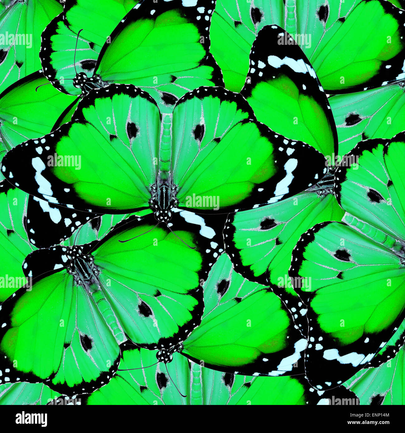 exotic green color butterfly isolated on white background Stock Photo ...