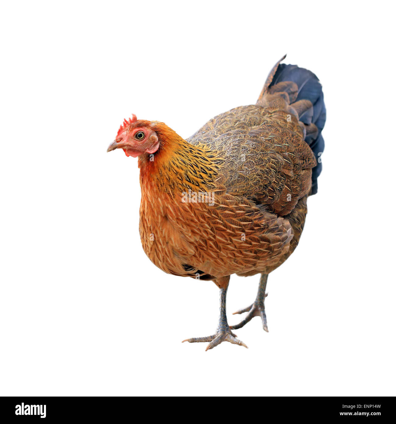hen isolated on white background Stock Photo - Alamy