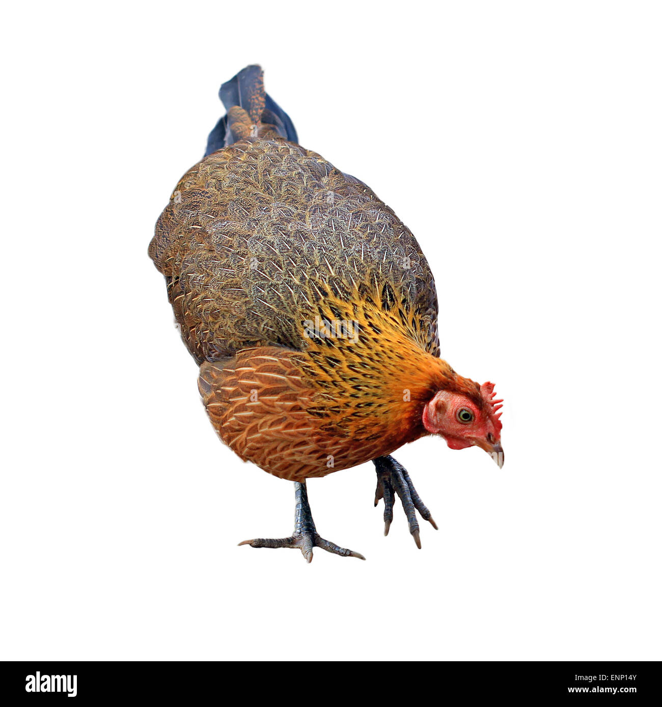 hen isolated on white background Stock Photo - Alamy
