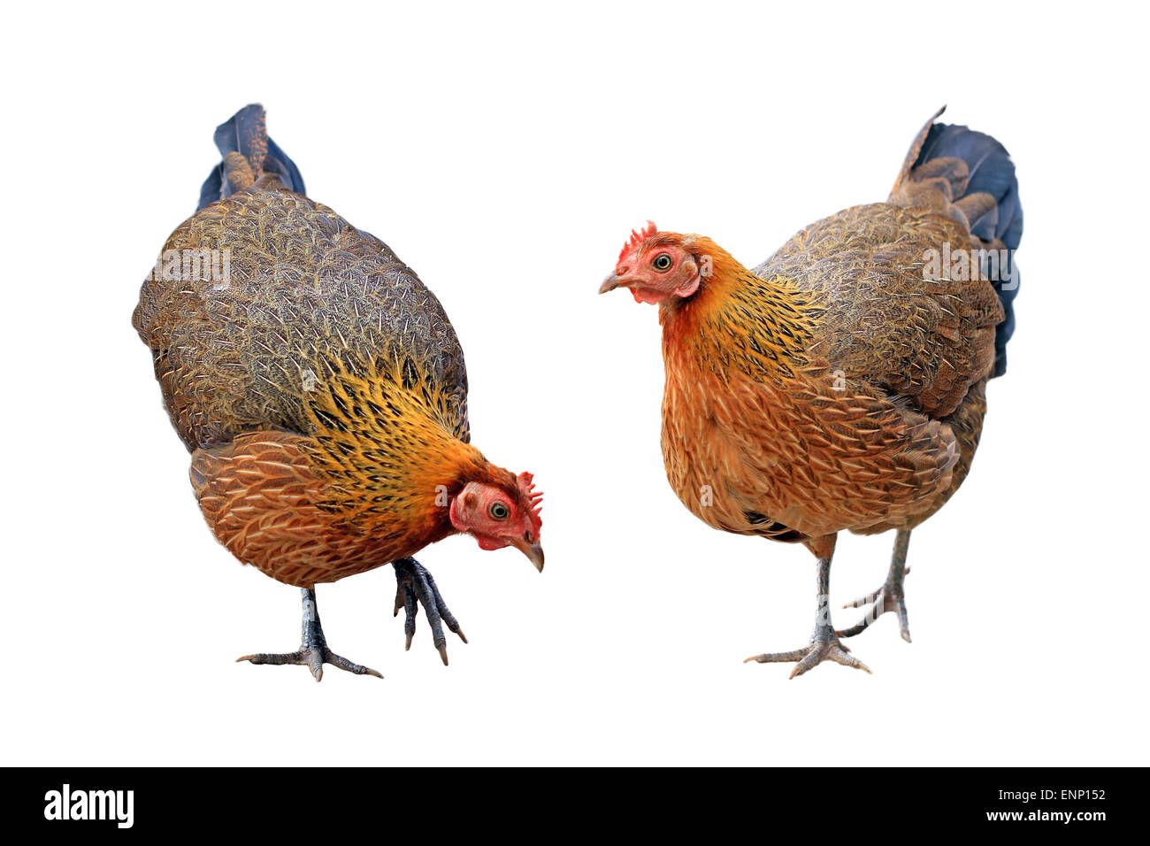 hen isolated on white background Stock Photo - Alamy