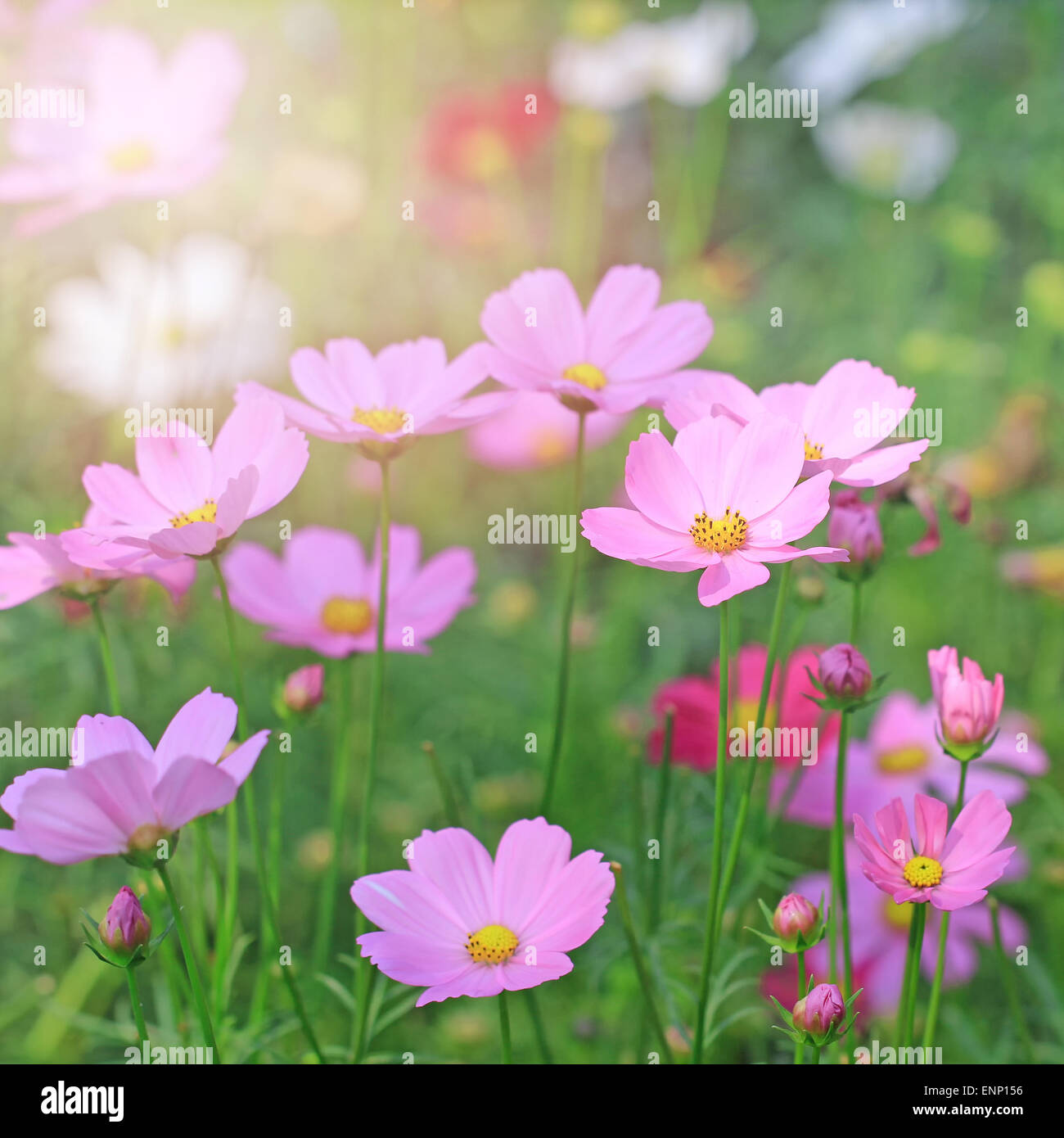 beautiful cosmos flower in the garden with sunlight Stock Photo - Alamy