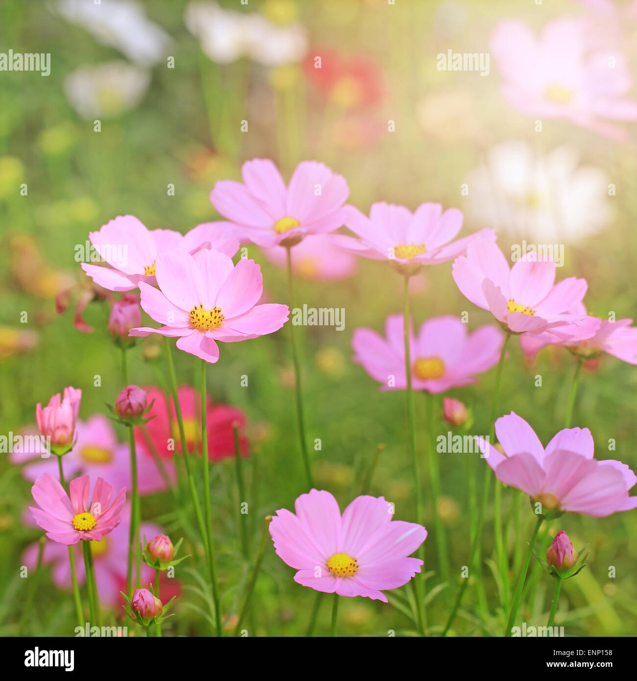 beautiful cosmos flower in the garden with sunlight Stock Photo - Alamy