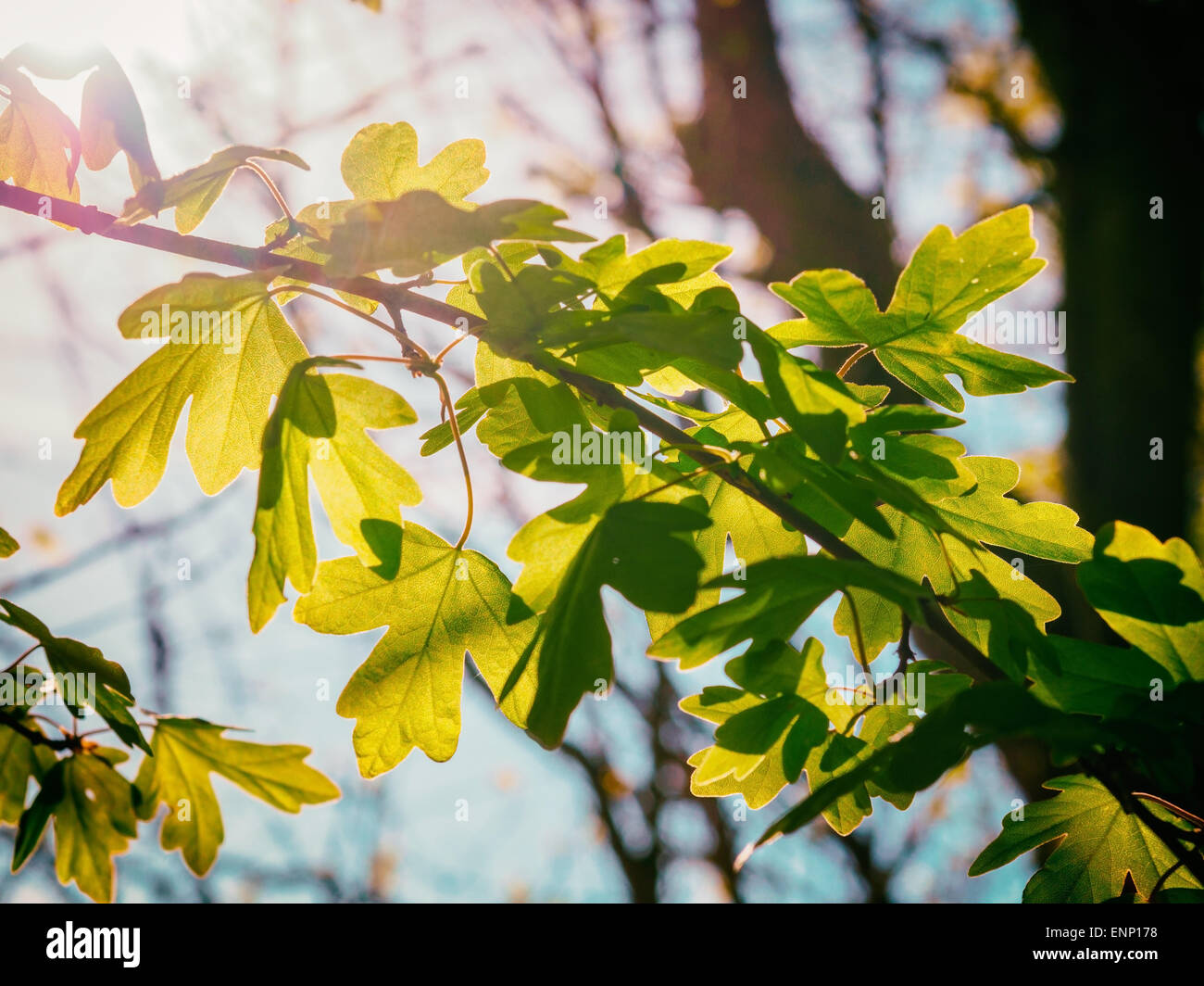 Sun shining through hawthorn leaves in a spring hedgerow Stock Photo ...