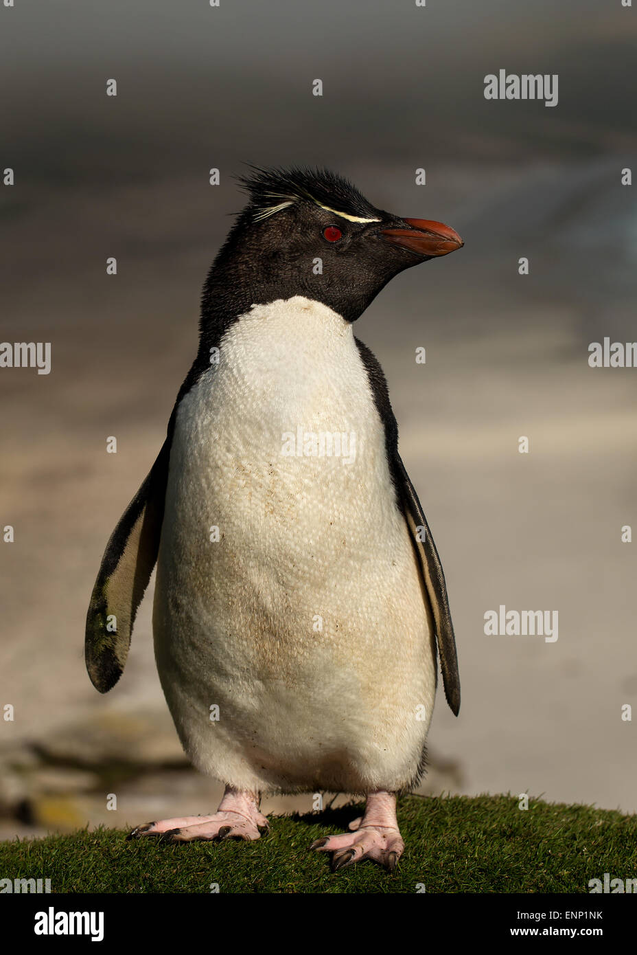 Southern rockhopper penguin in Falkland islands Stock Photo - Alamy