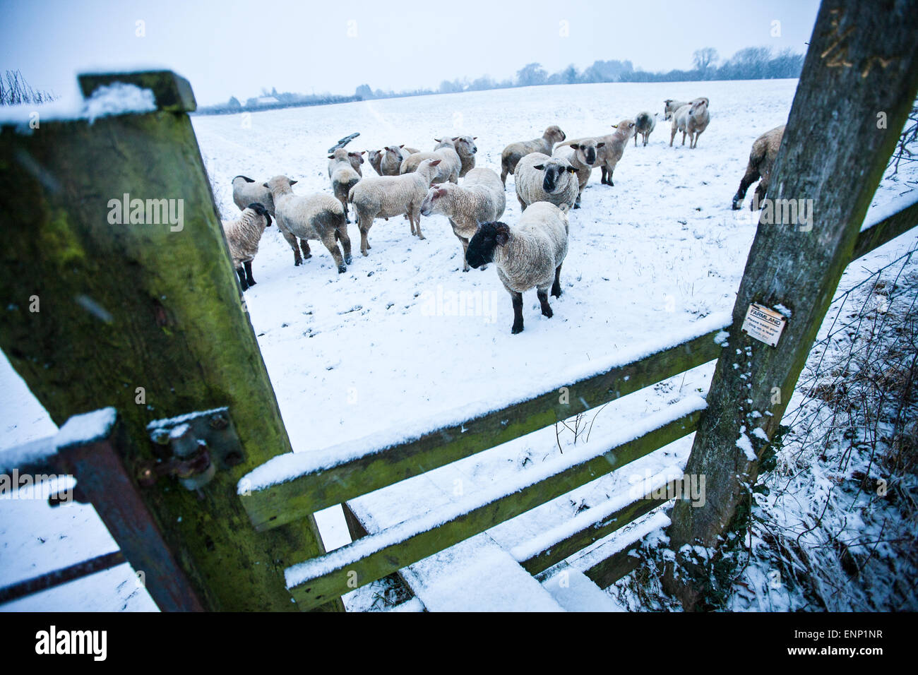 Sheep during a winter snow storm in February. Snowy field village of ...