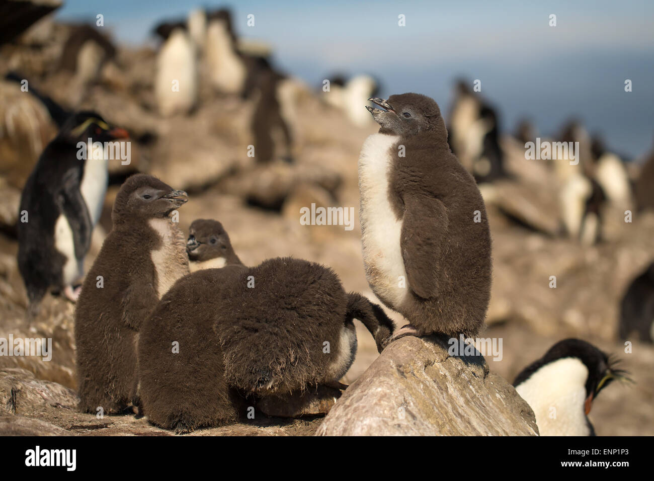 Rockhopper penguin chicks hi-res stock photography and images - Alamy