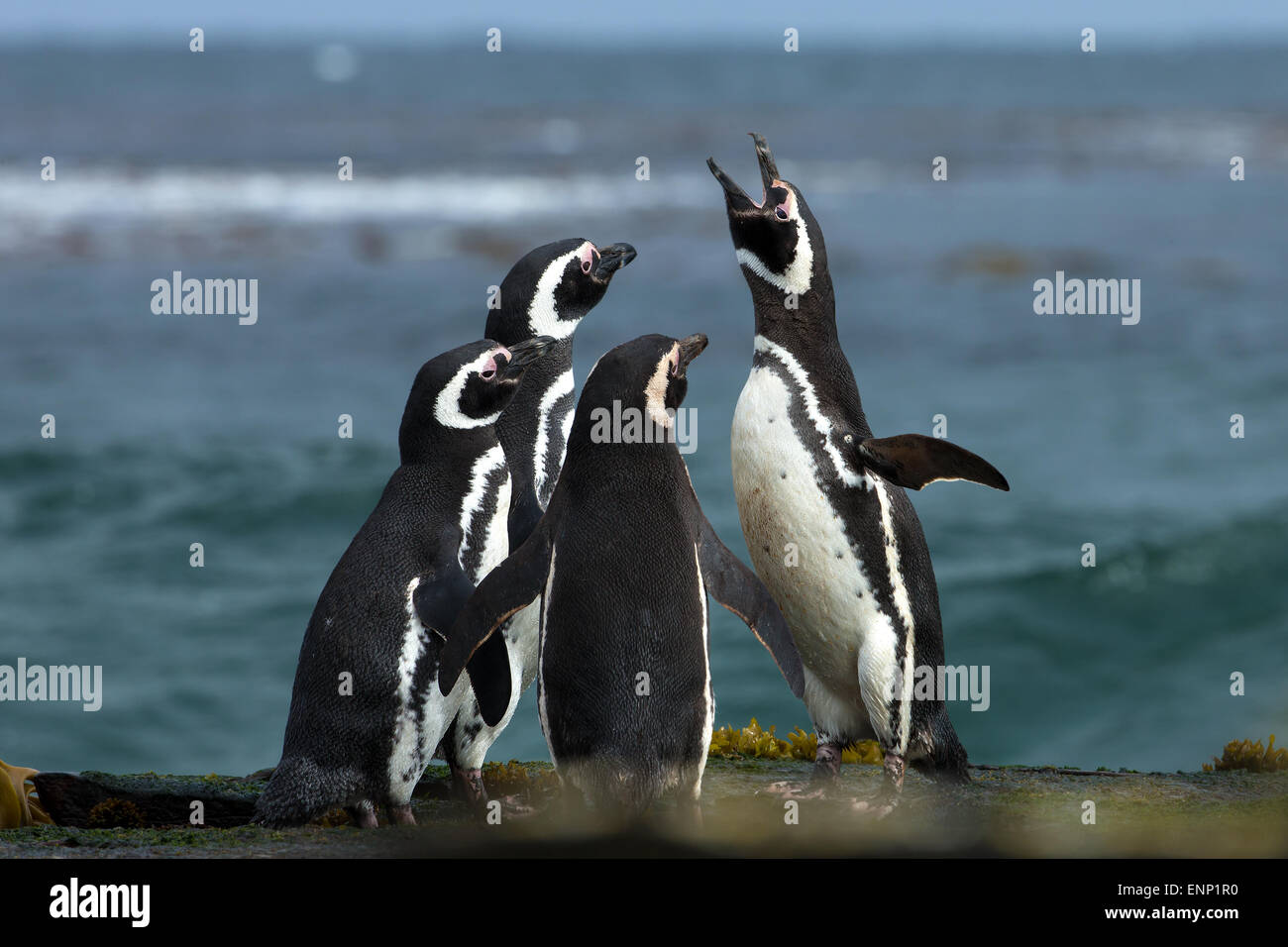Magellanic penguins on a rocky coast, Falkland islands Stock Photo - Alamy