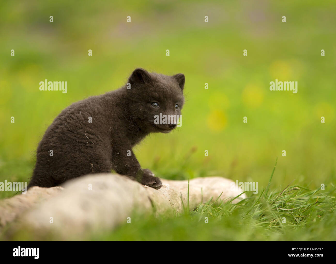 Arctic fox cub on the log Stock Photo - Alamy