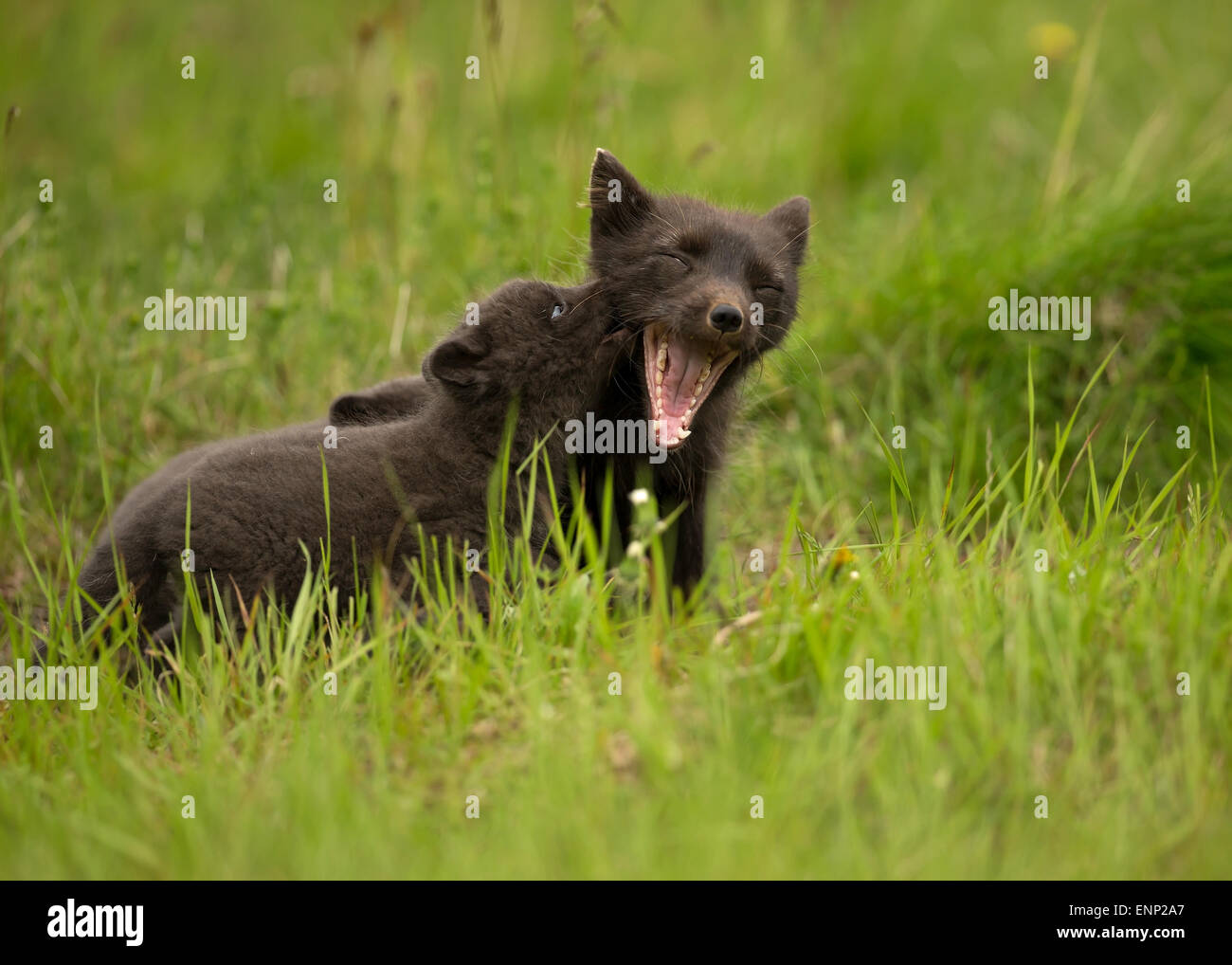 Arctic fox playing with a cub, Iceland Stock Photo - Alamy