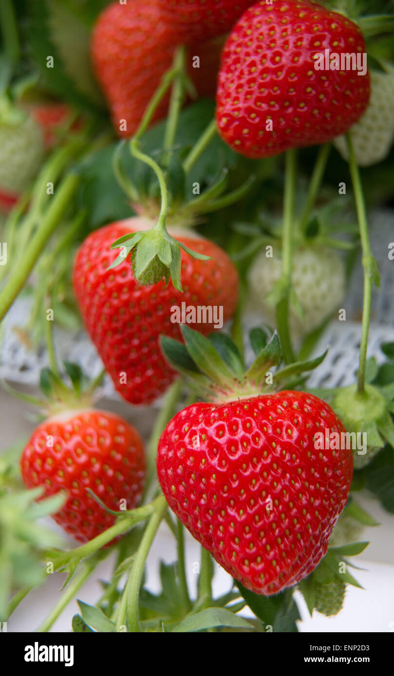 Ripe strawberries on a plantation in Otze, Germany, 8 May 2015. The ...