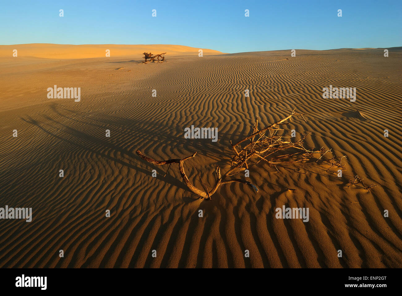 Yellow soft sand dunes in desert with sand patterns and lines and ...