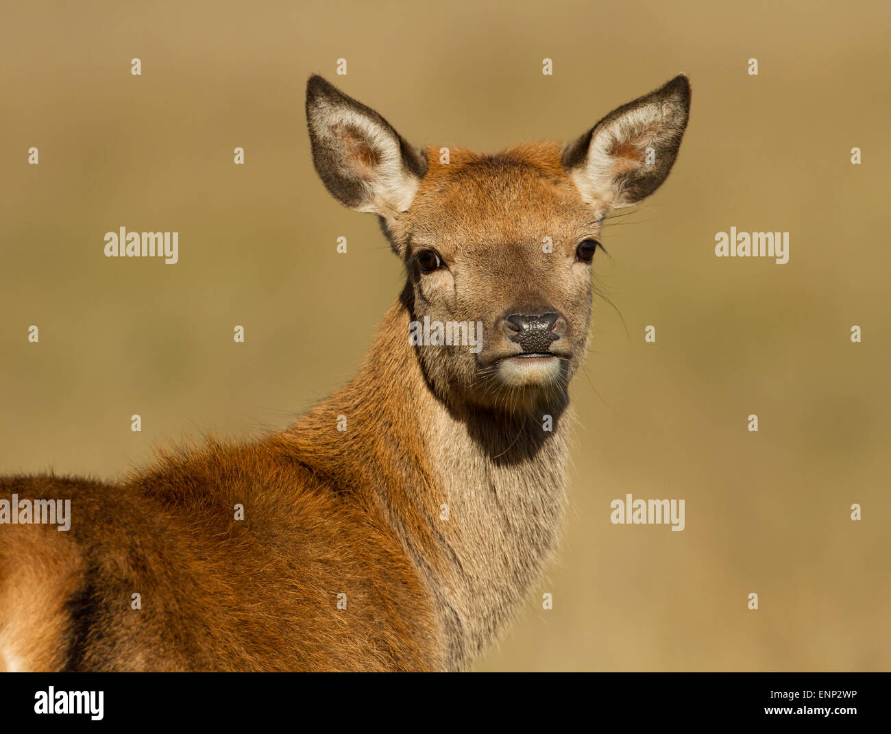 Close-up of a red deer hind Stock Photo - Alamy