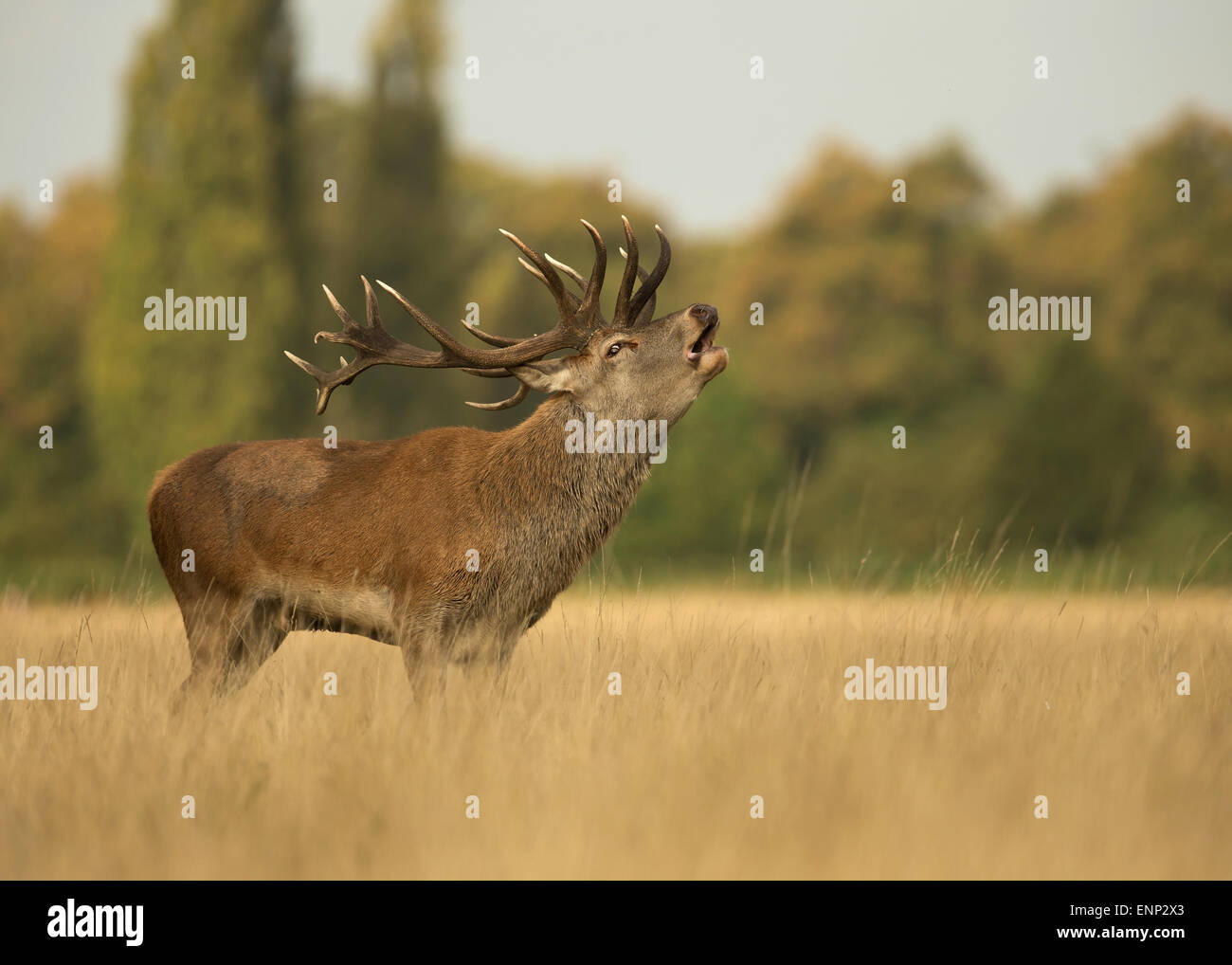 Bellowing hi-res stock photography and images - Alamy