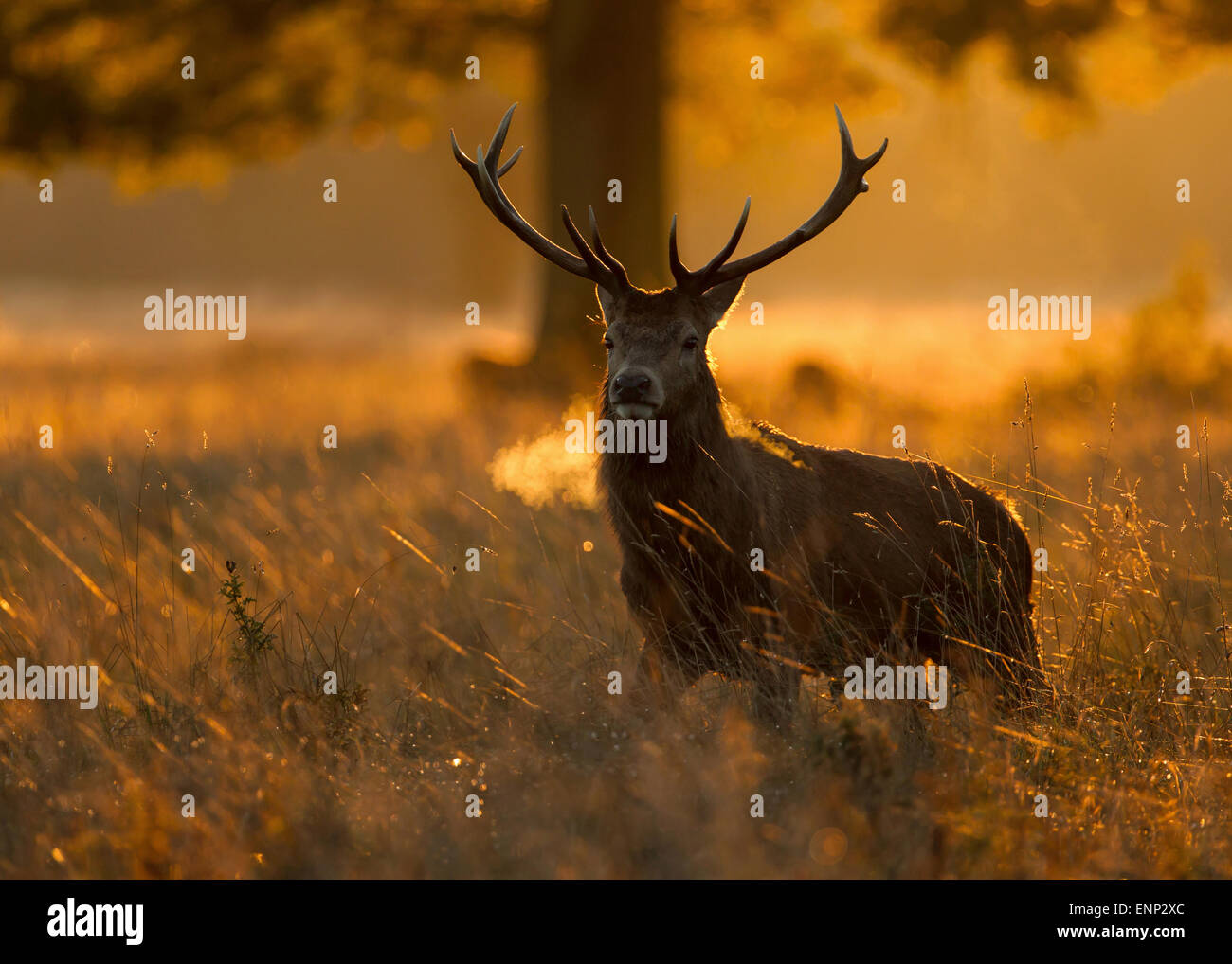 Red deer stag during the rut, UK Stock Photo - Alamy