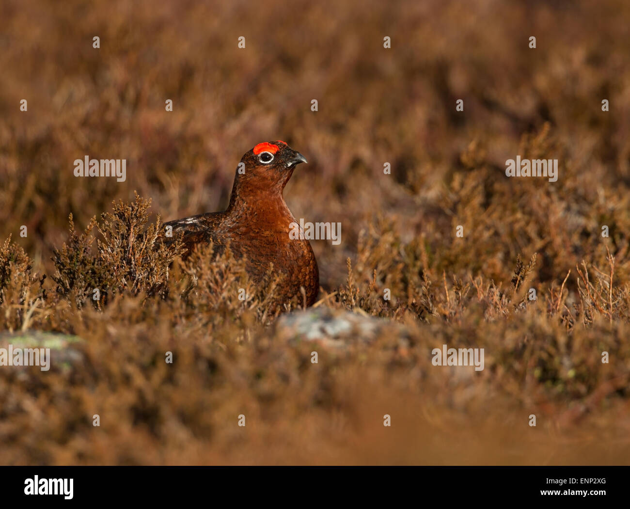 Red grouse in the moorland Stock Photo - Alamy