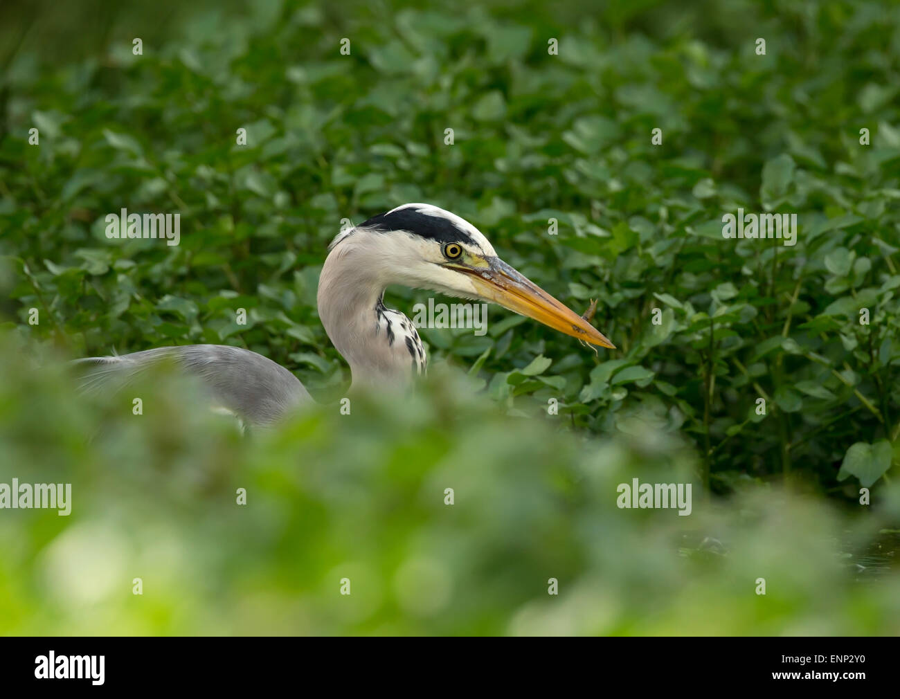 Large gray bird hi-res stock photography and images - Alamy