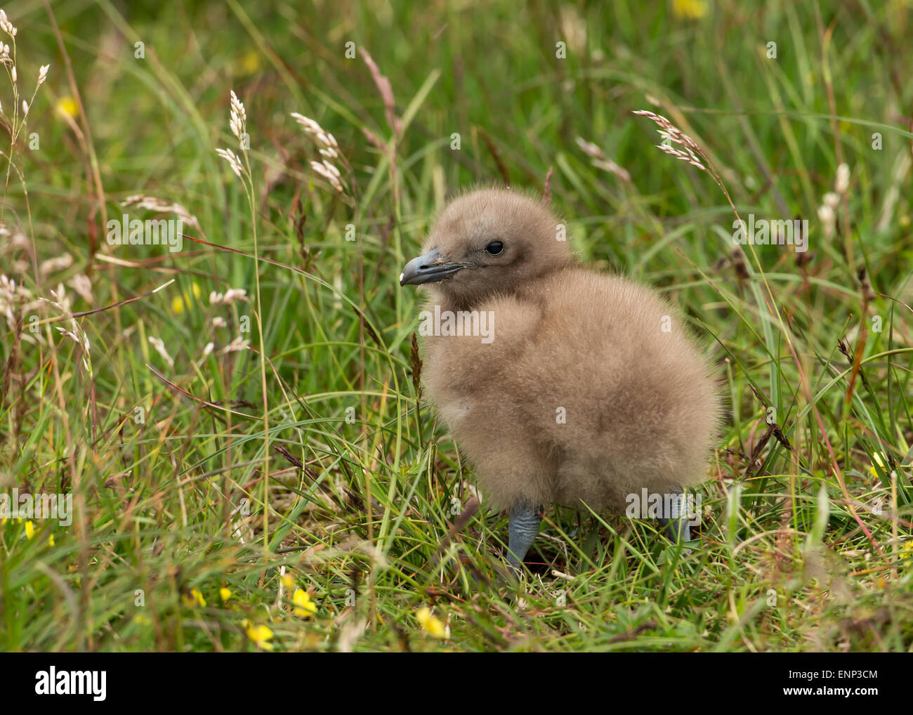 Cute baby bird hi-res stock photography and images - Alamy