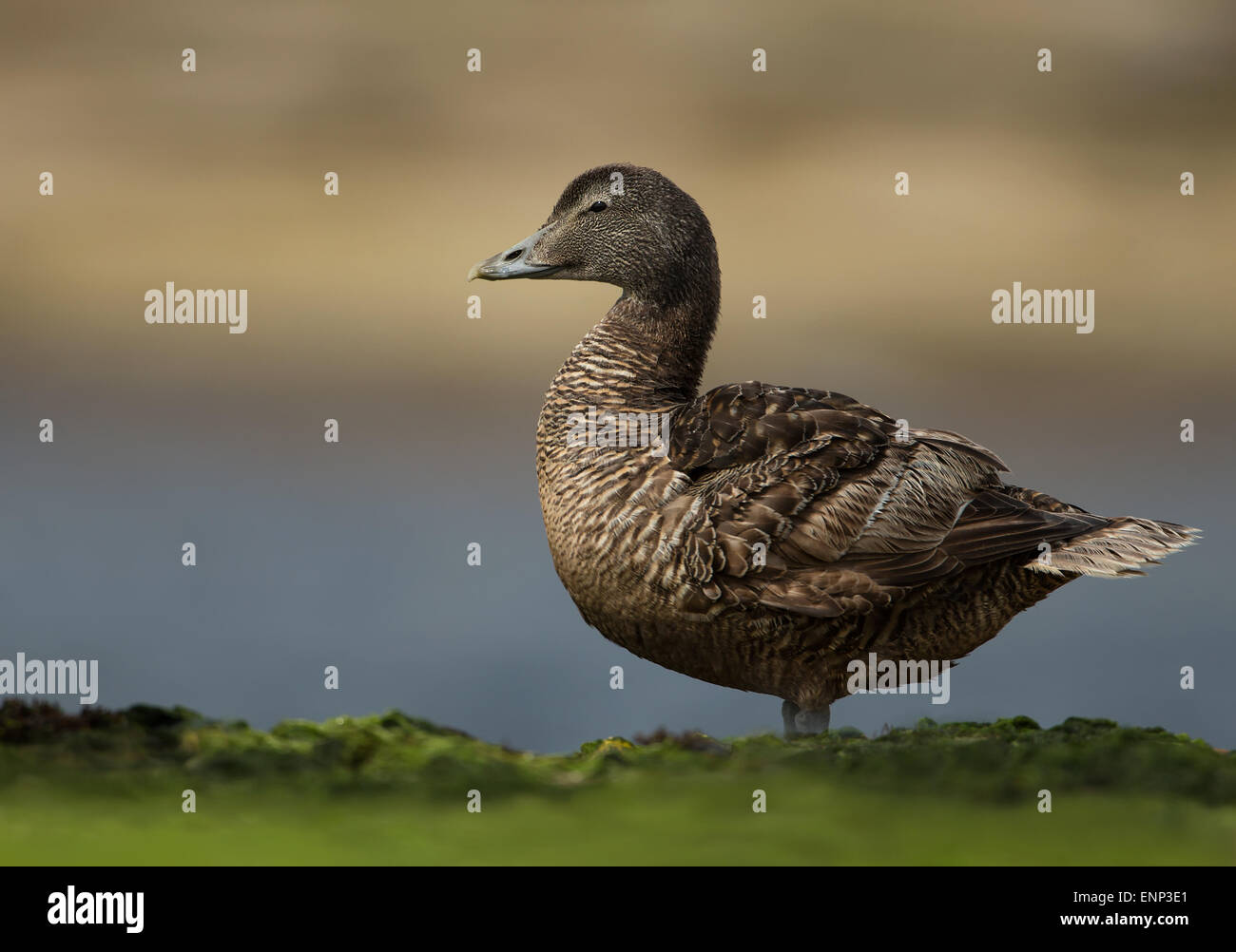 Female common eider on the coast of Noss island, Shetland Islands Stock ...