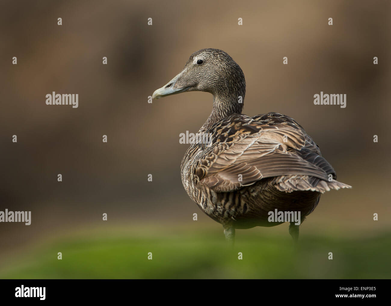 Female common eider on the coast of Noss island, Shetland Islands Stock ...
