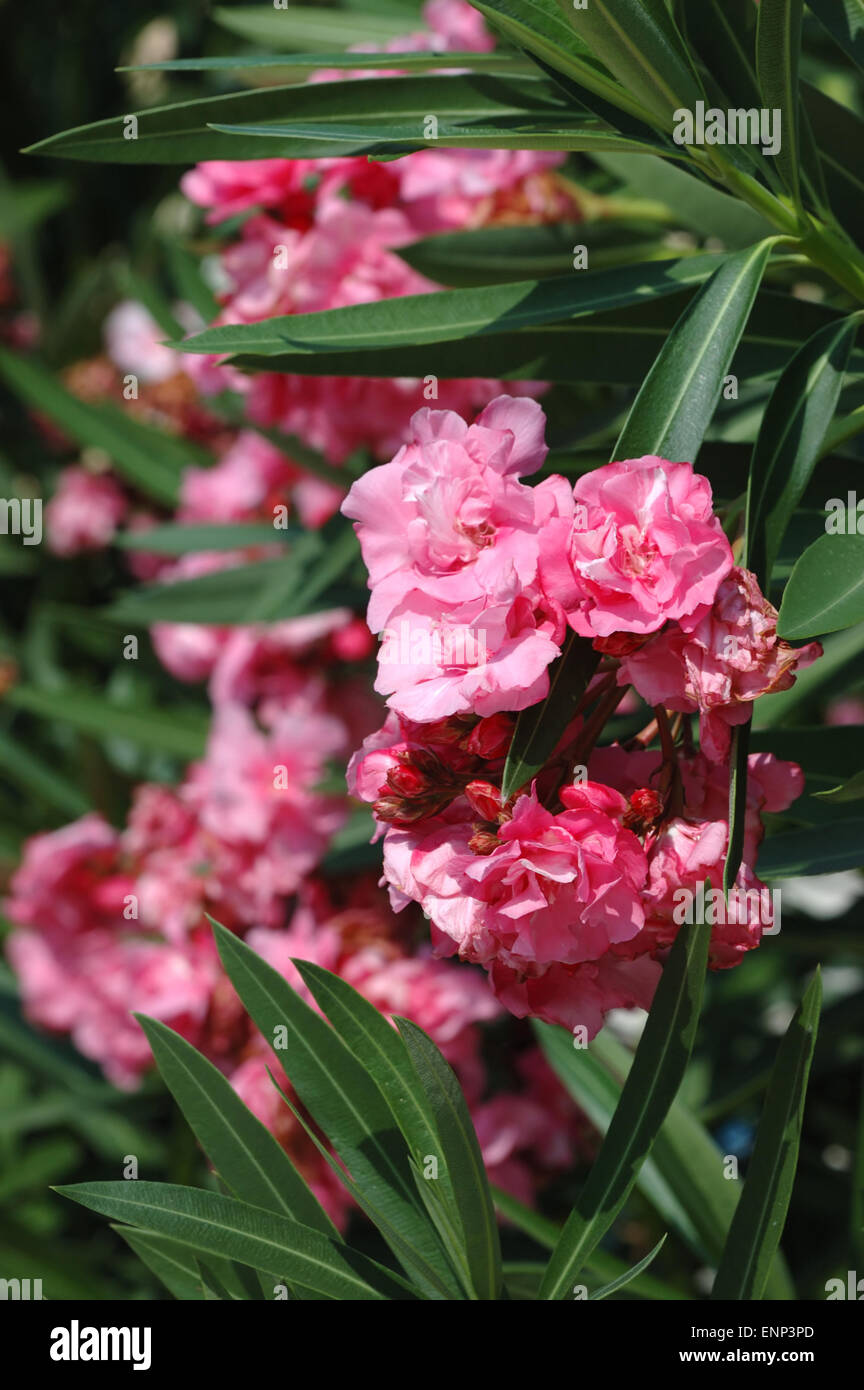 Mediterranean flower blossoming Stock Photo - Alamy