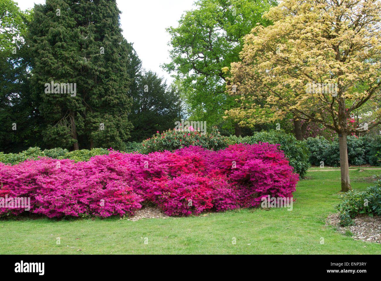 Brilliant azaleas alongside Acer pseudoplatanus 'purpurea' Stock Photo ...