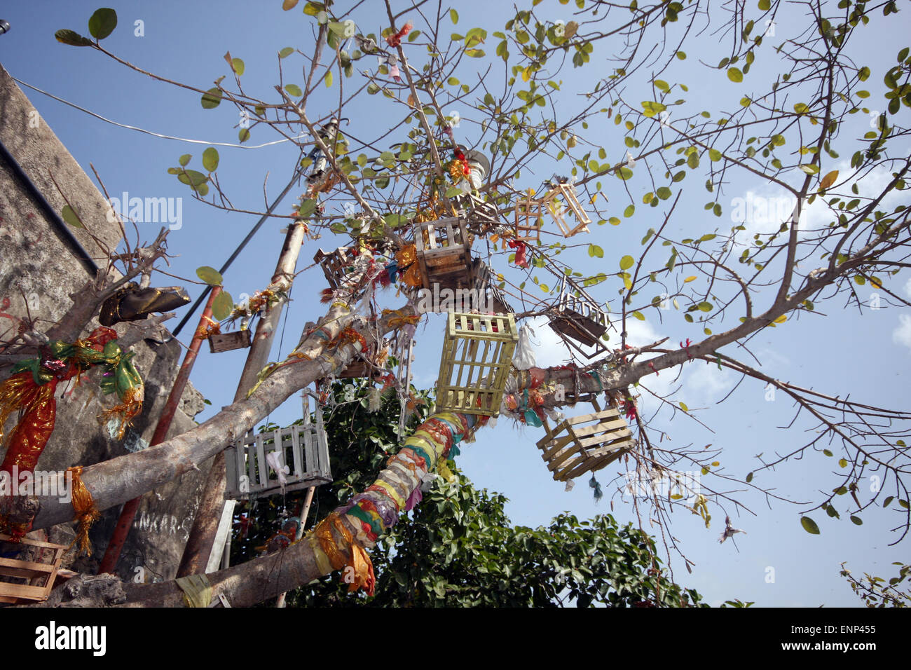 Tree at Swami Rock on which families trying for a baby have hung ...