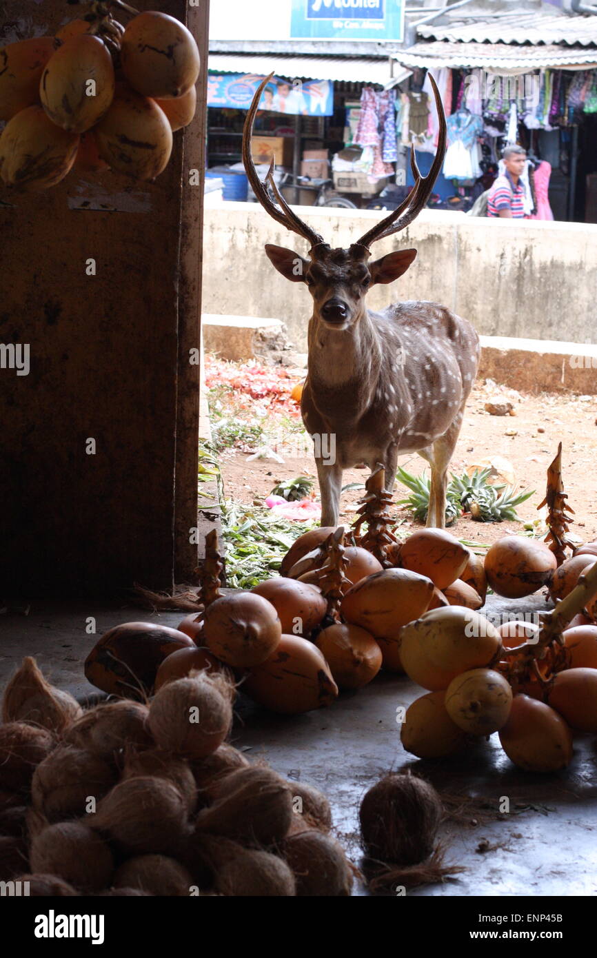Deer outside Trincomalee market, Sri Lanka Stock Photo - Alamy