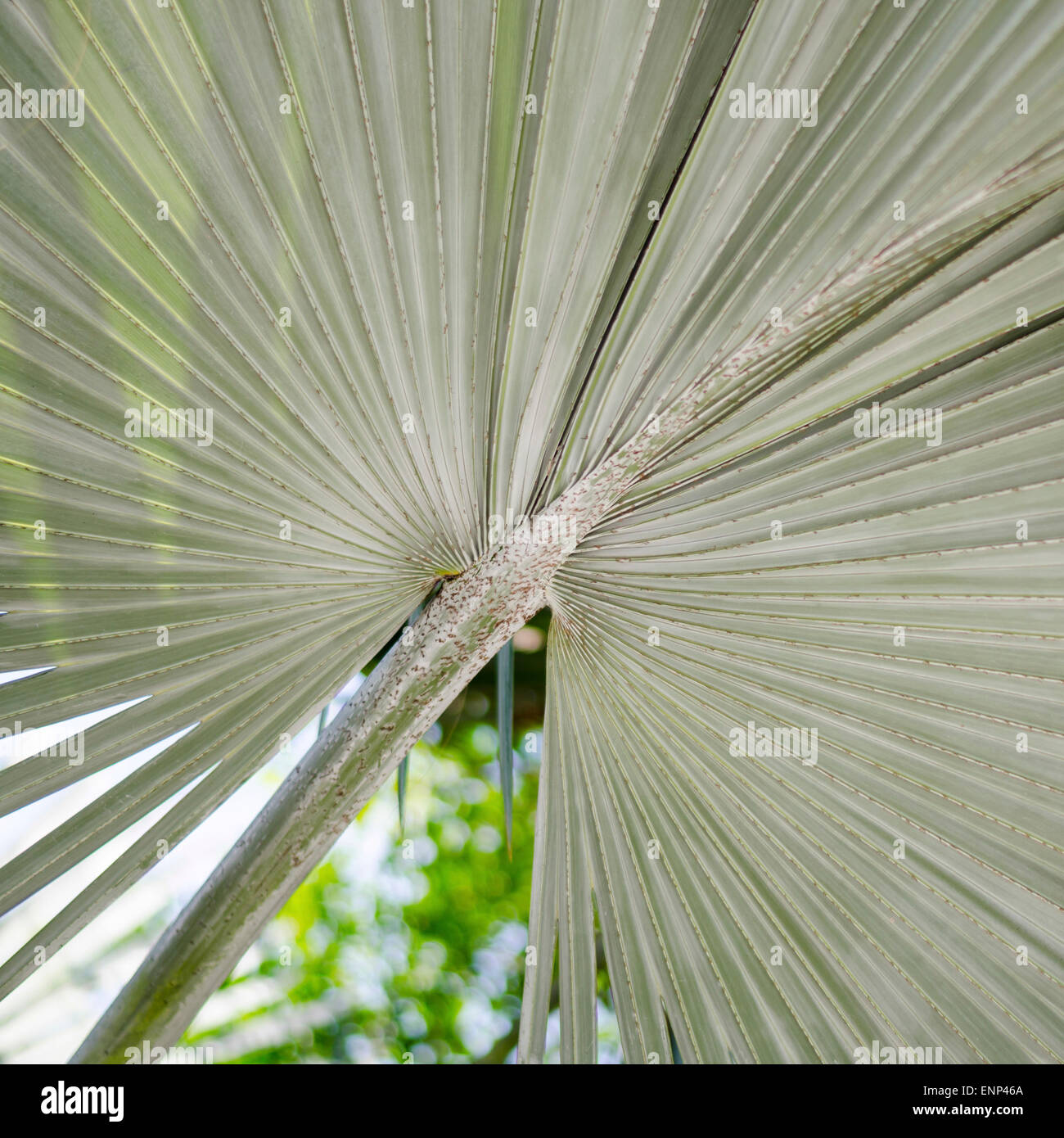 soft green Leaves texture background Stock Photo - Alamy