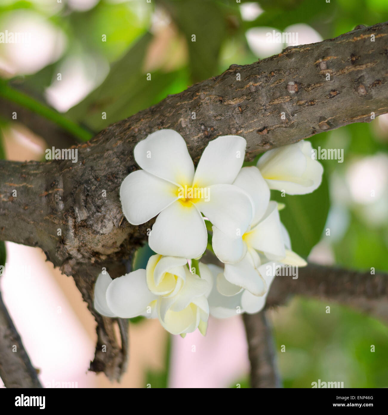 beautiful Frangipani flowers on tree Stock Photo - Alamy