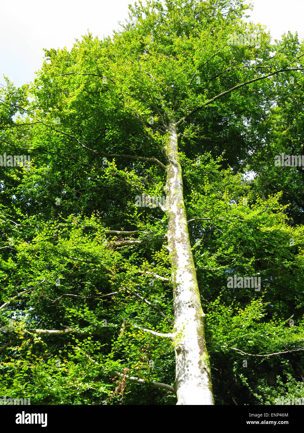 Tall tree with a long straight trunk reaches skyward Stock Photo - Alamy