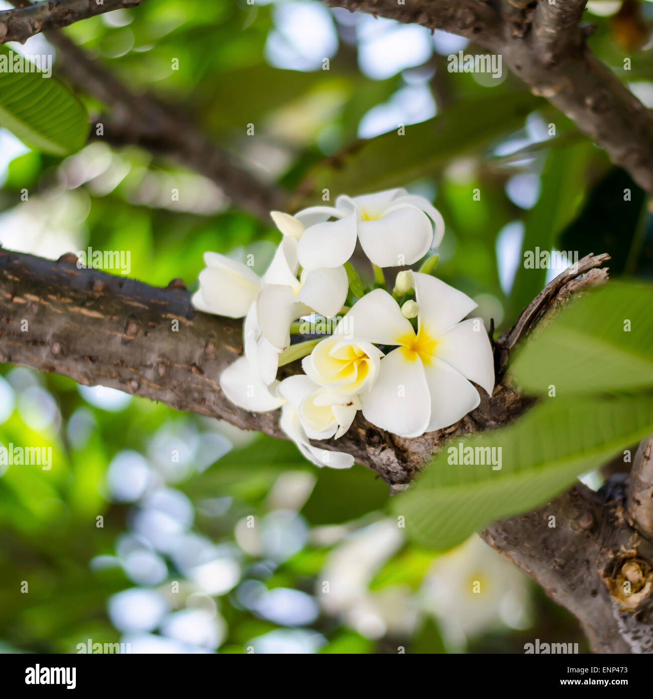 beautiful Frangipani flowers on tree Stock Photo - Alamy
